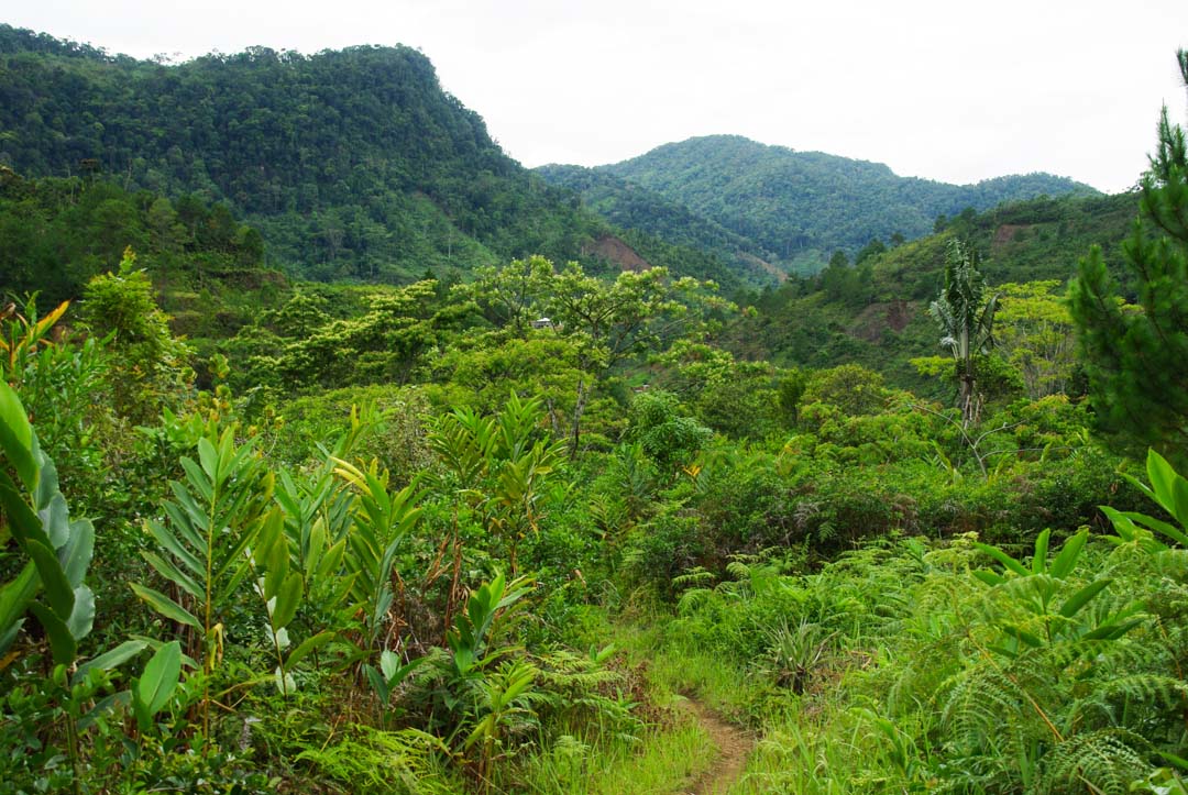 Observer les lémuriens au parc de Ranomafana - Voyager en photos